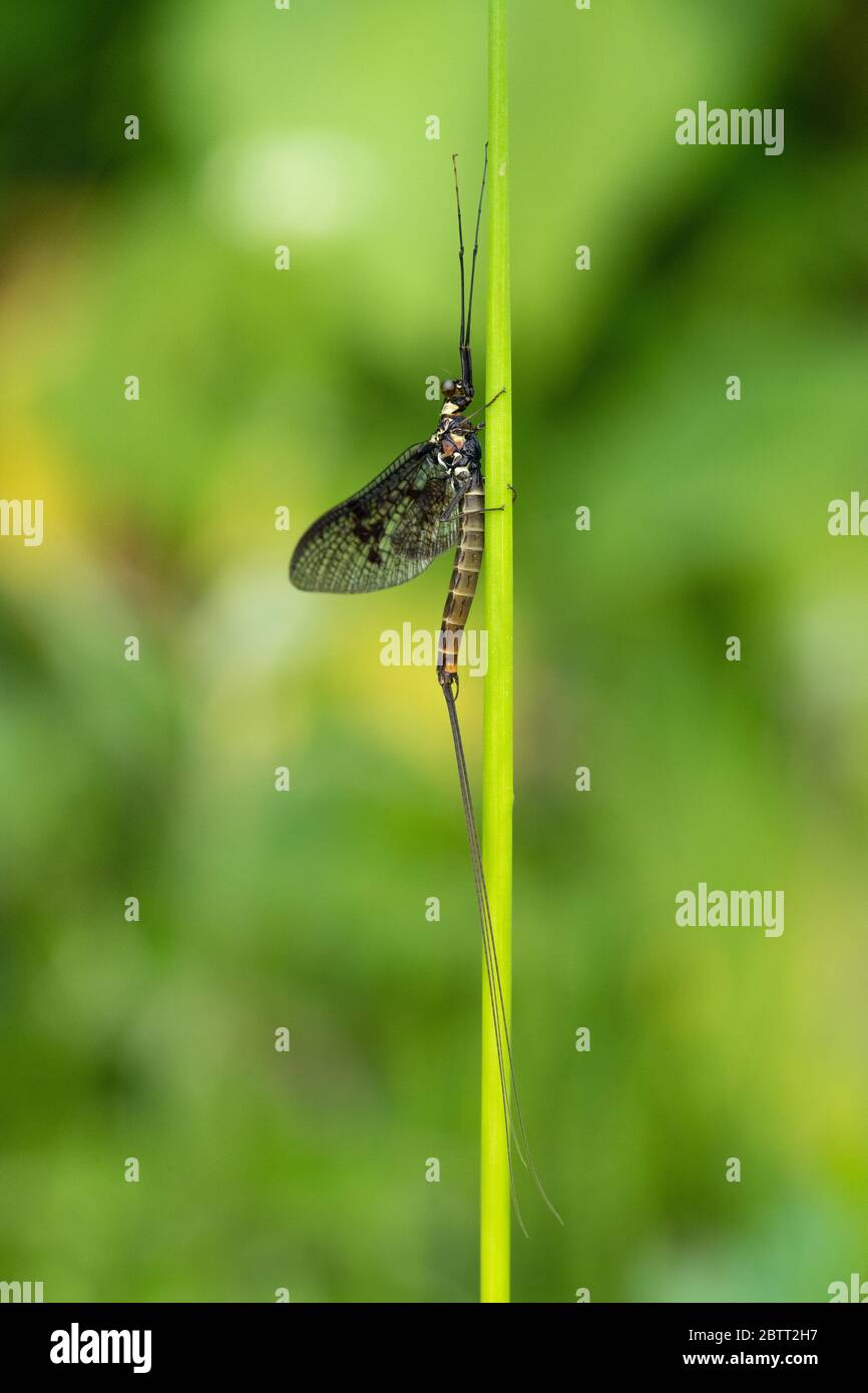 Green Drake Mayfly Ephemera danica male in spring with greengrass field ...