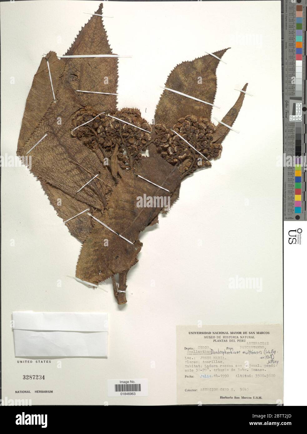 Dendrophorbium multinerve Sch Bip ex Klatt C Jeffrey Stock Photo - Alamy