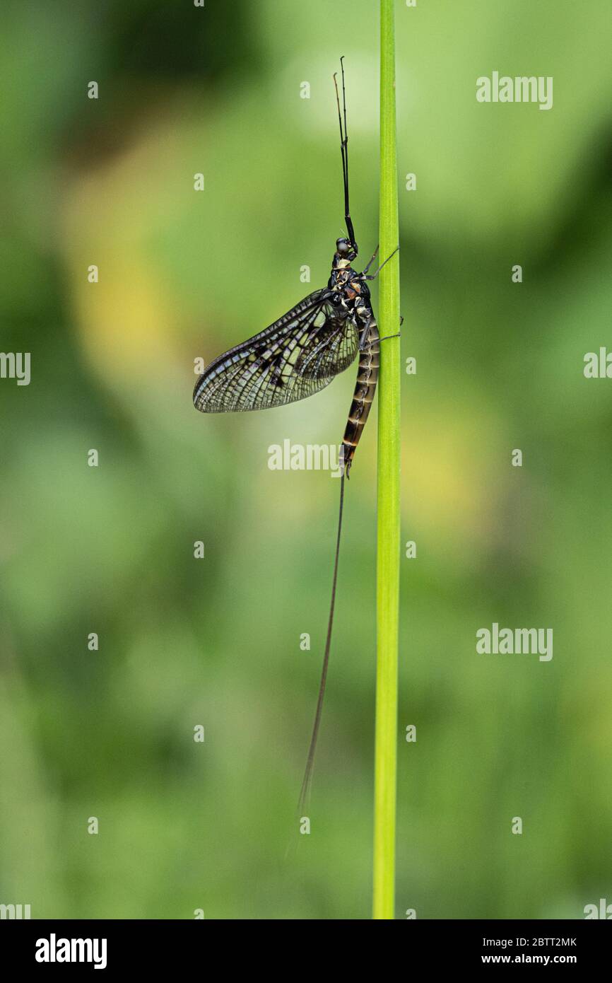 Green Drake Mayfly Ephemera danica male in spring with greengrass field ...
