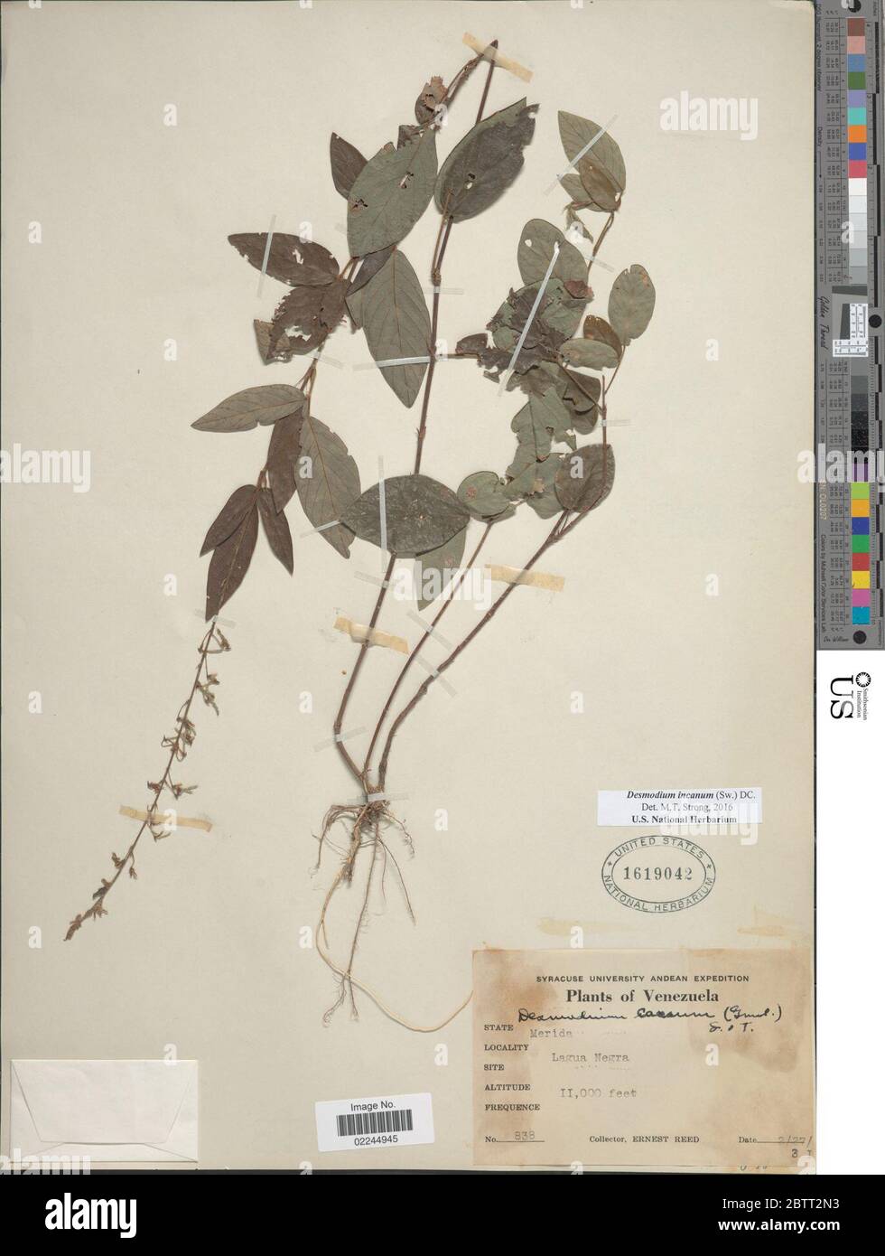 Desmodium incanum hi-res stock photography and images - Alamy