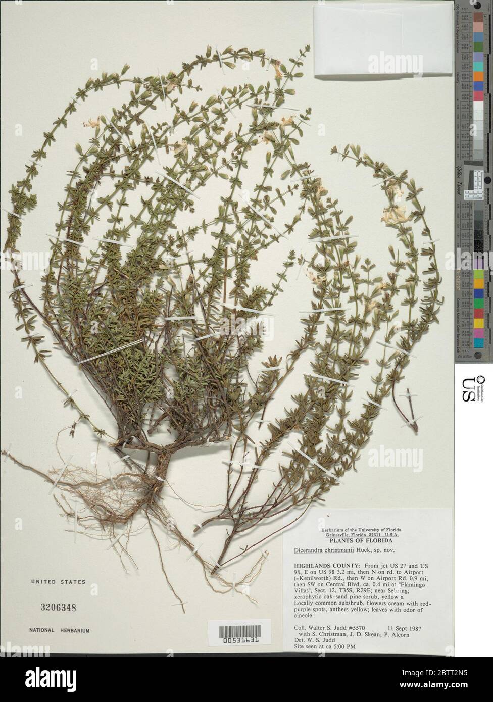 Dicerandra christmanii Huck Judd Stock Photo - Alamy