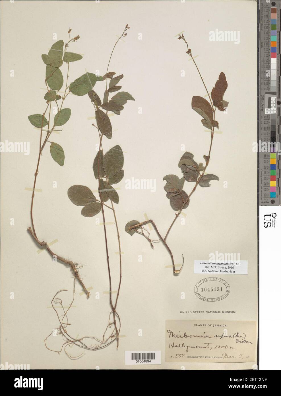 Desmodium incanum hi-res stock photography and images - Alamy