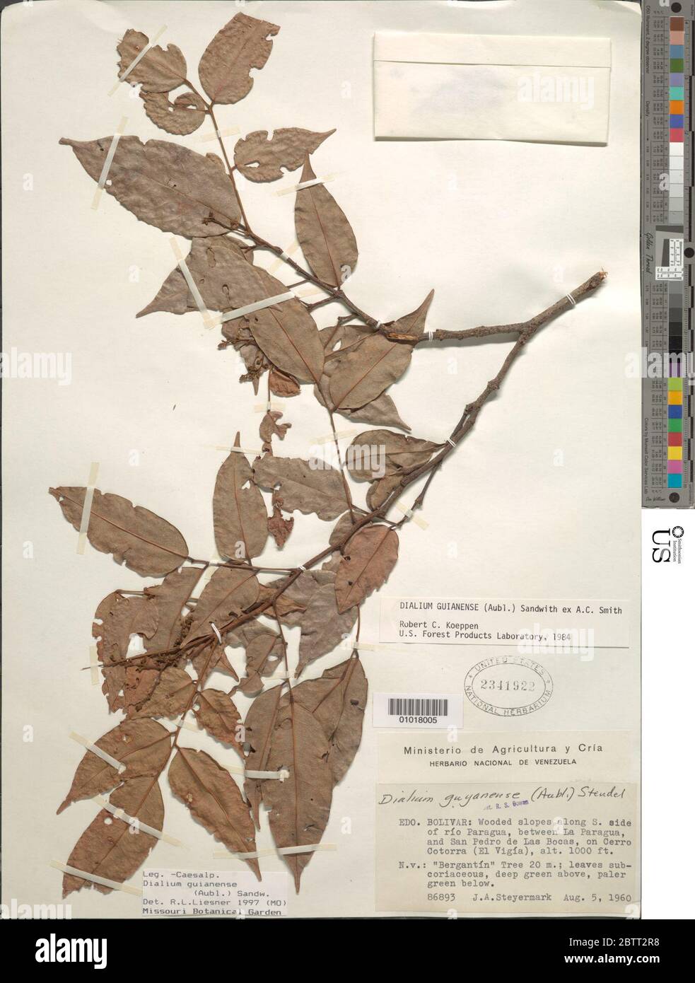 Dialium hi-res stock photography and images - Alamy