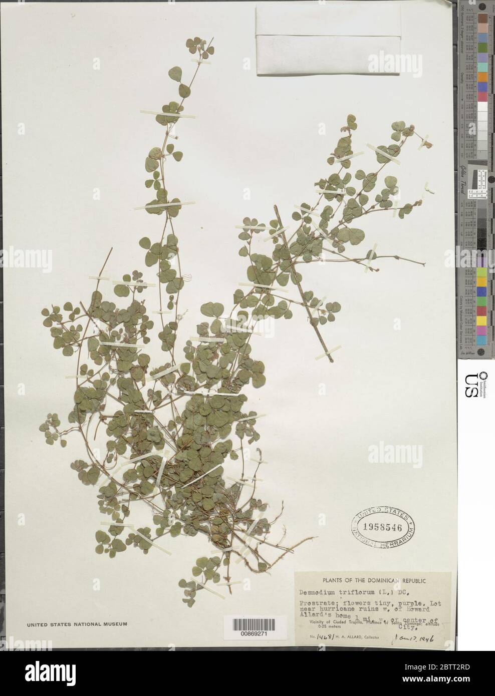 Desmodium triflorum hi-res stock photography and images - Alamy