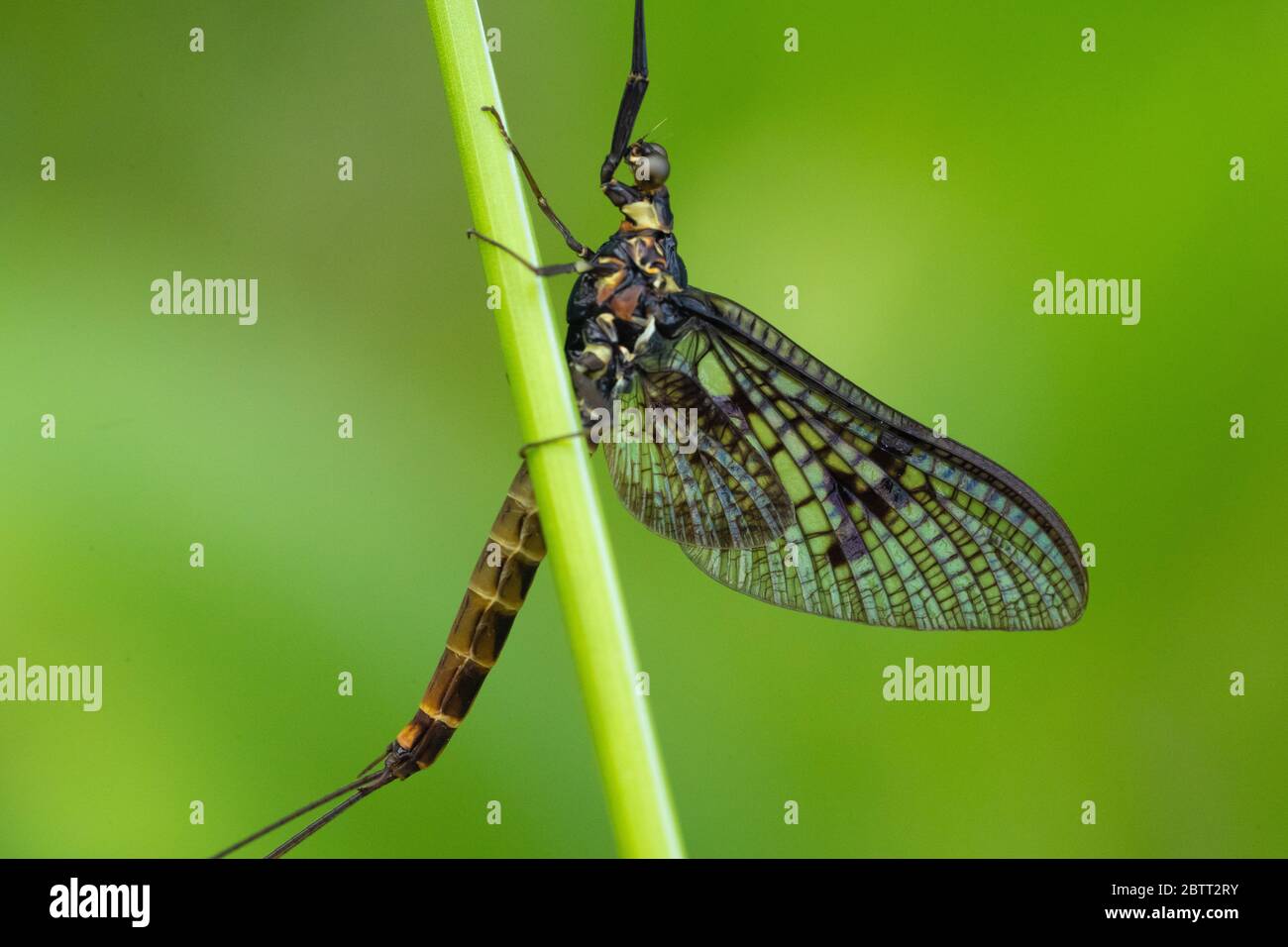 Green Drake Mayfly Ephemera danica male in spring with greengrass field ...