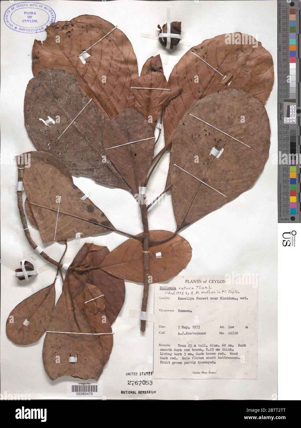 Dillenia retusa hi-res stock photography and images - Alamy