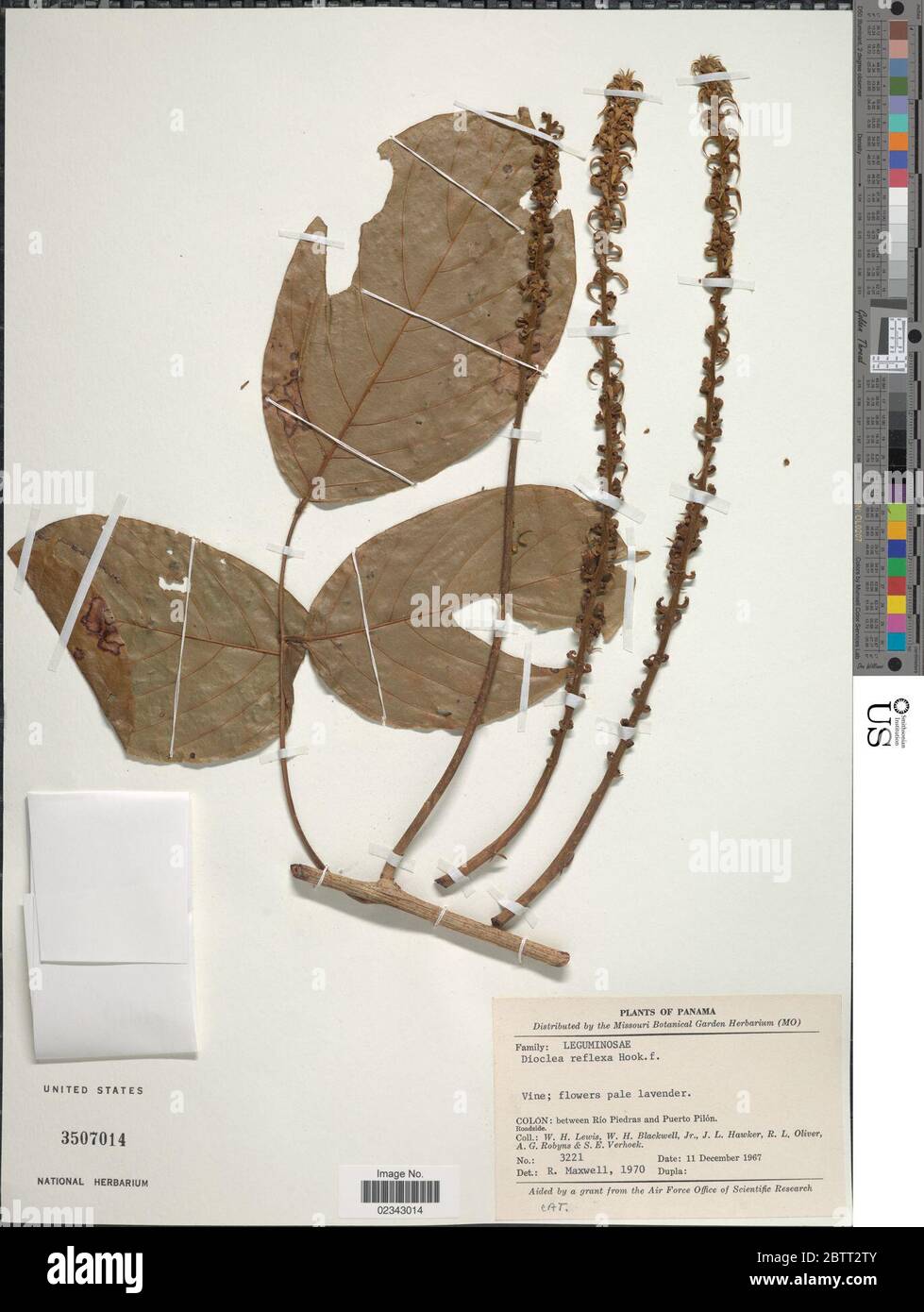 Dioclea hi-res stock photography and images - Alamy