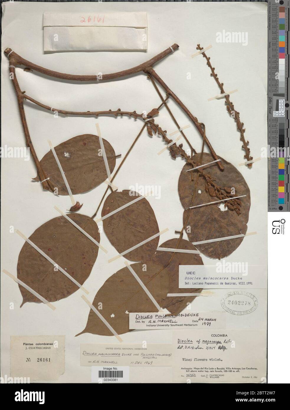 Dioclea hi-res stock photography and images - Alamy