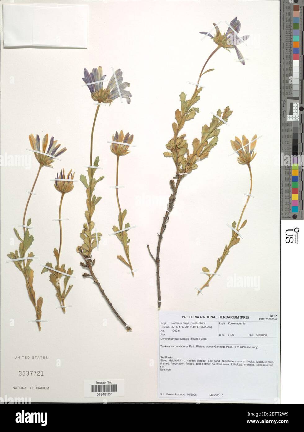 Dimorphotheca cuneata Thunb Less Stock Photo - Alamy