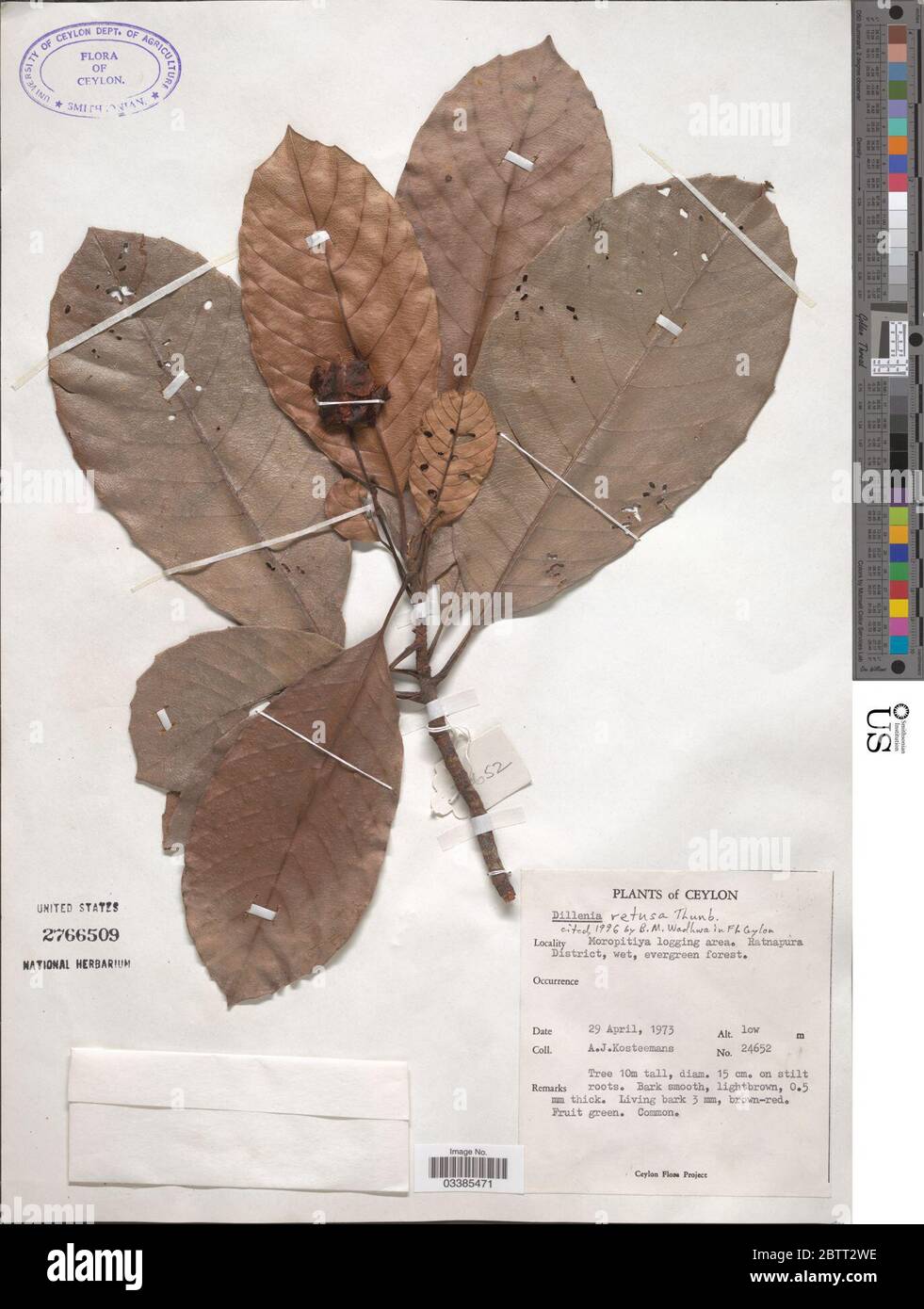 Dillenia retusa hi-res stock photography and images - Alamy