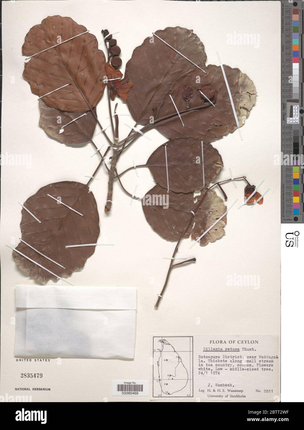 Dillenia retusa hi-res stock photography and images - Alamy