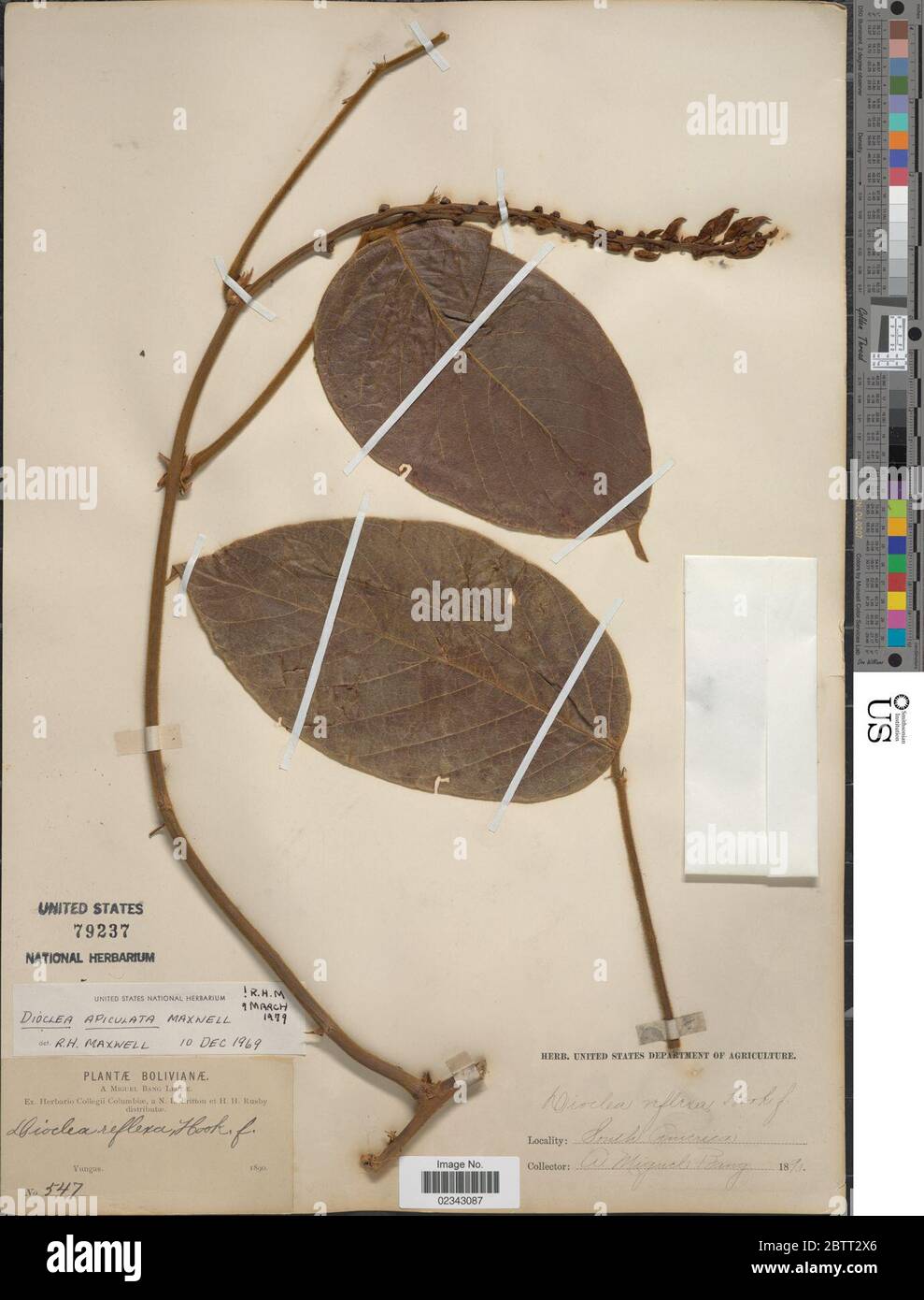 Dioclea hi-res stock photography and images - Alamy