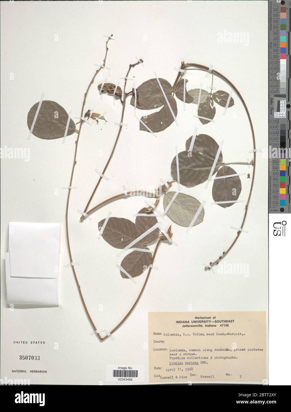 Dioclea hi-res stock photography and images - Alamy