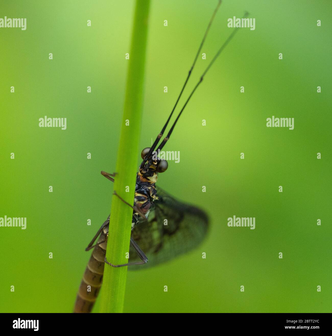 Green Drake Mayfly Ephemera danica male in spring with greengrass field ...