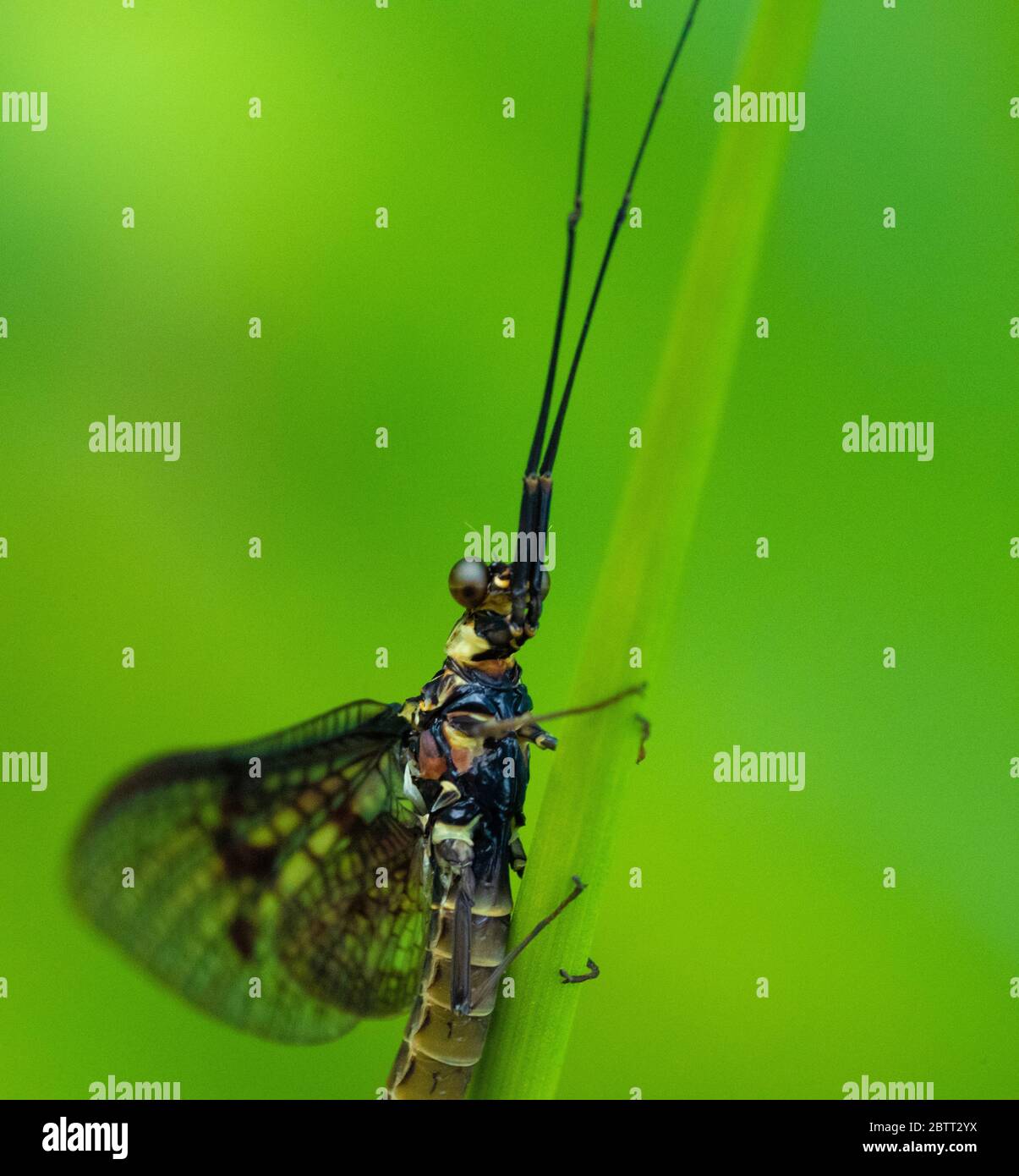 Green Drake Mayfly Ephemera danica male in spring with greengrass field ...