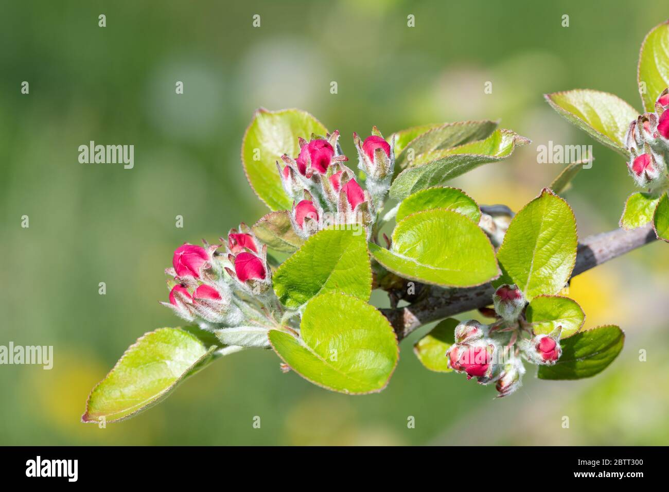 Close up of apple blossom on a branch at pink cluster stage Stock Photo ...