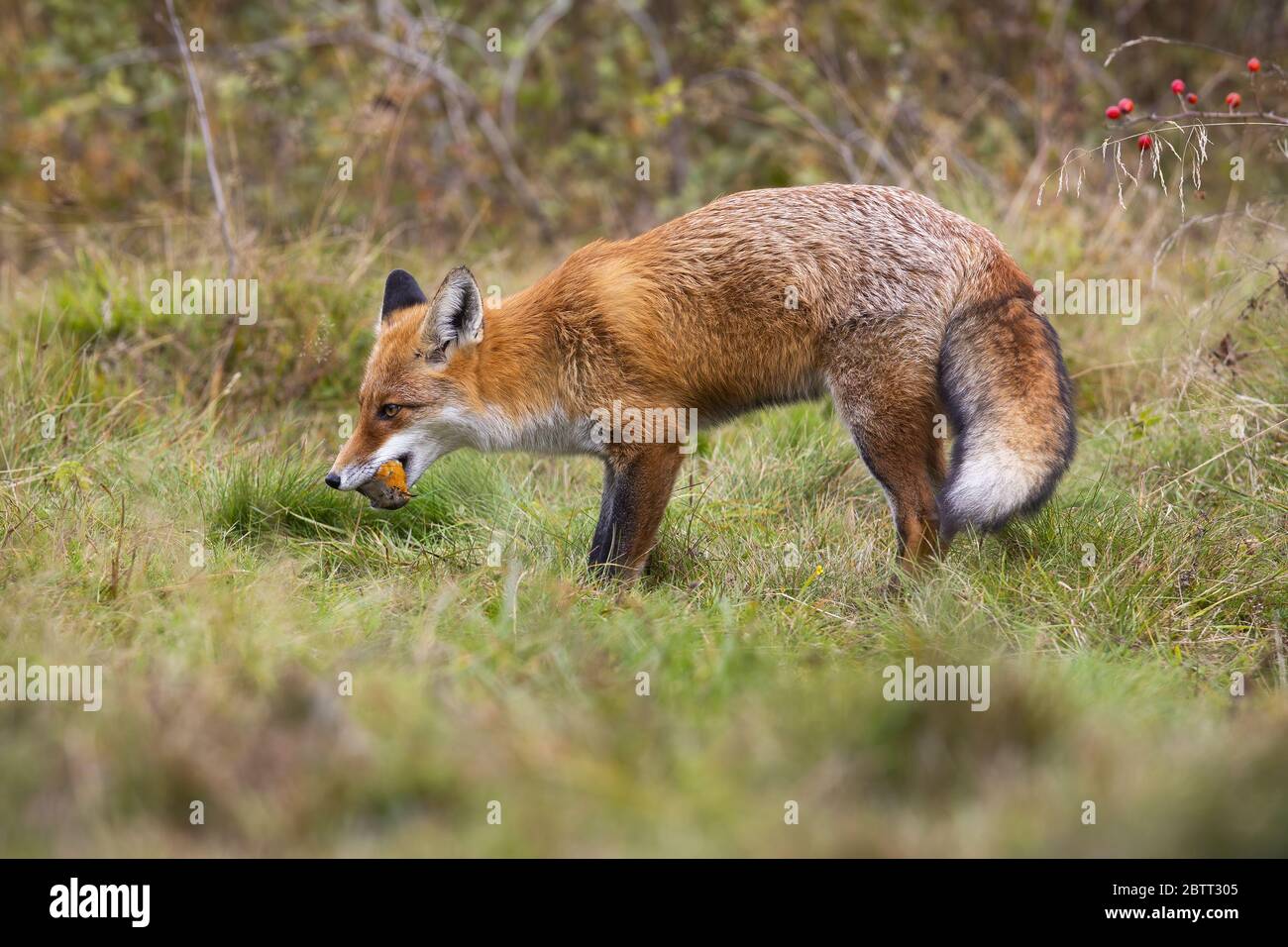 Fierce red fox holding dead european robin in mouth on meadow Stock ...