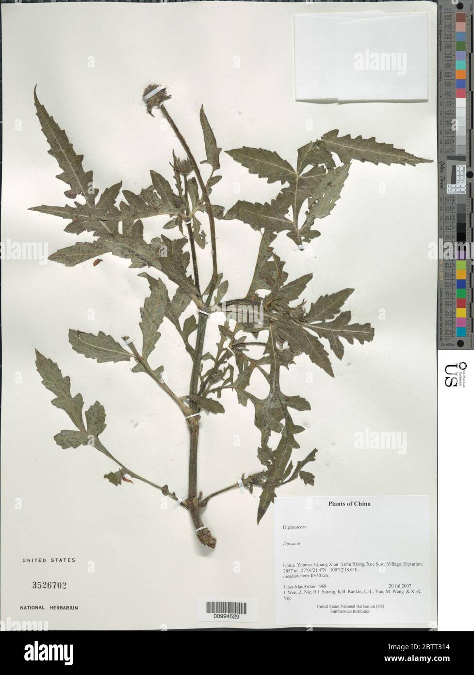 Dipsacus sp hi-res stock photography and images - Alamy