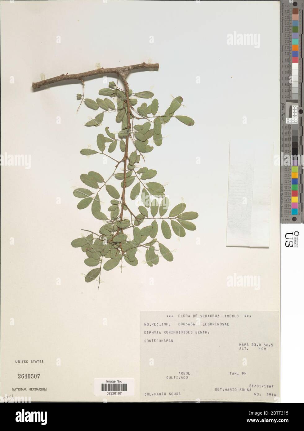 Diphysa robinioides Benth Stock Photo - Alamy