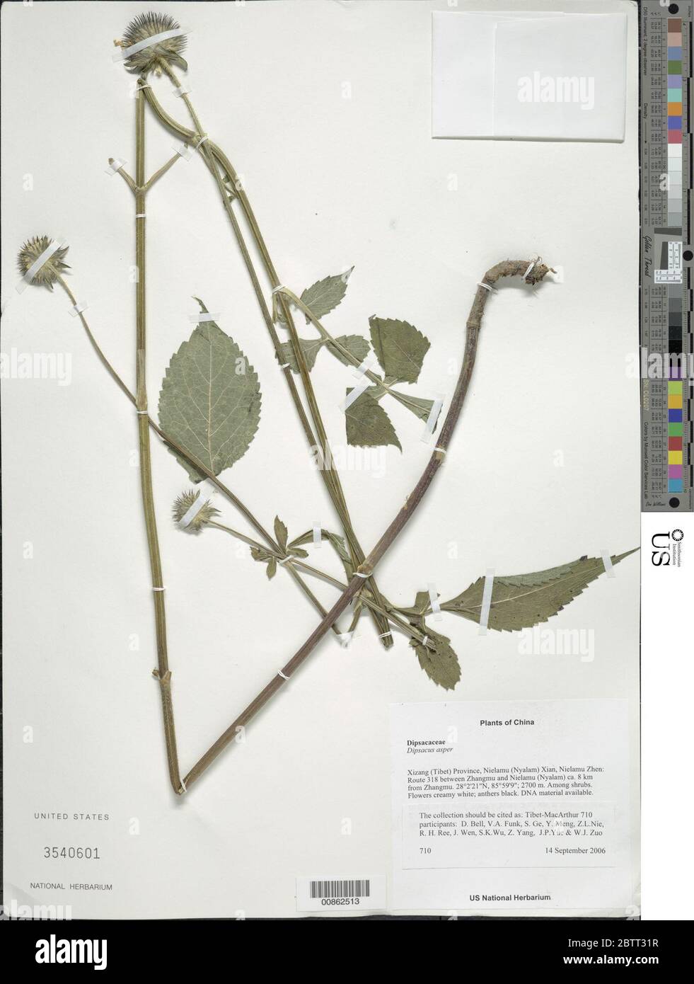 Dipsacus asper Wall Stock Photo - Alamy