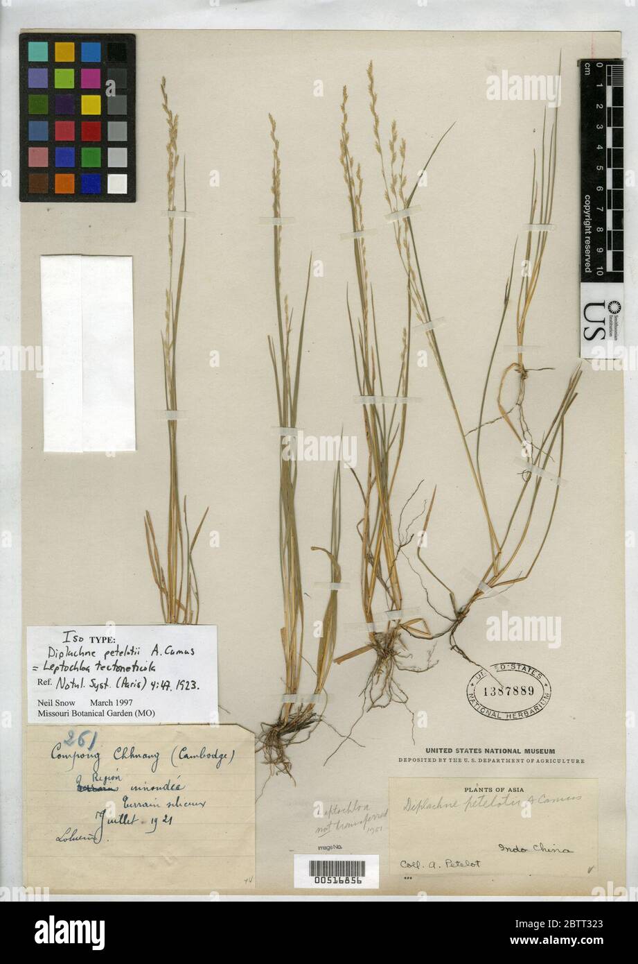 Diplachne hi-res stock photography and images - Alamy