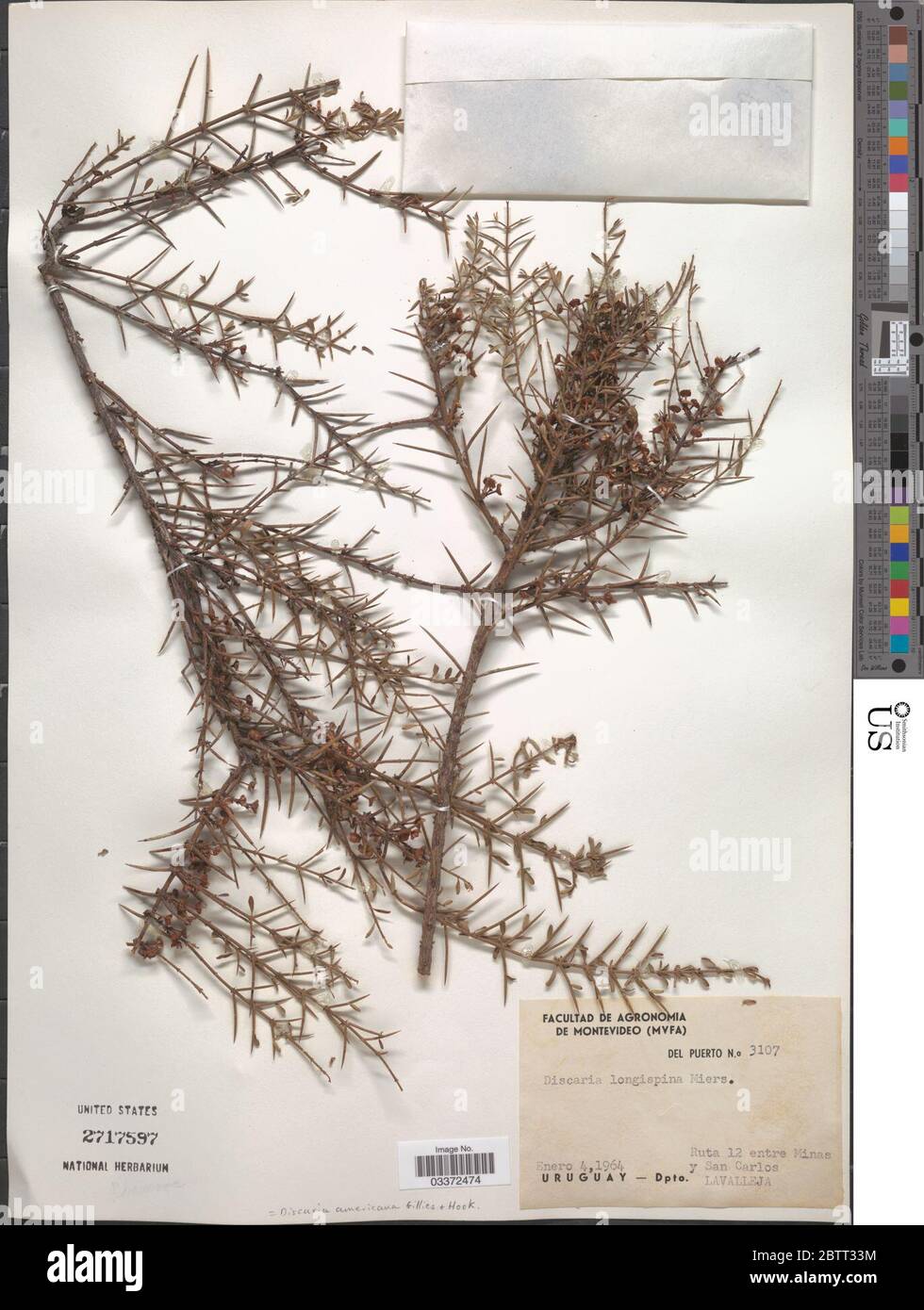 Discaria americana Gillies Hook Stock Photo - Alamy