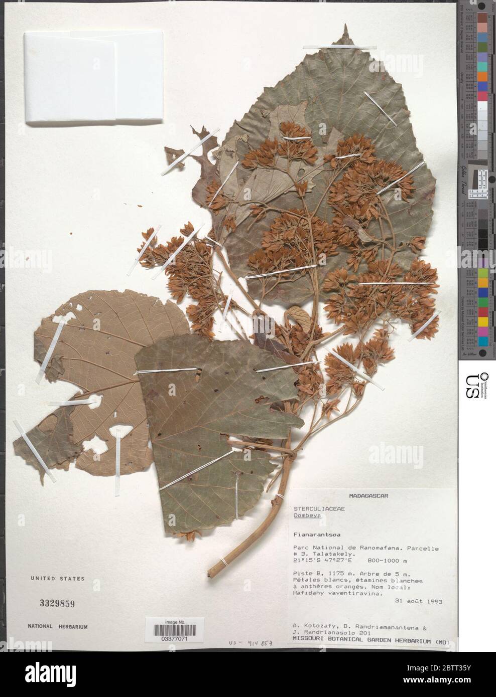 Showy dombeya hi-res stock photography and images - Alamy