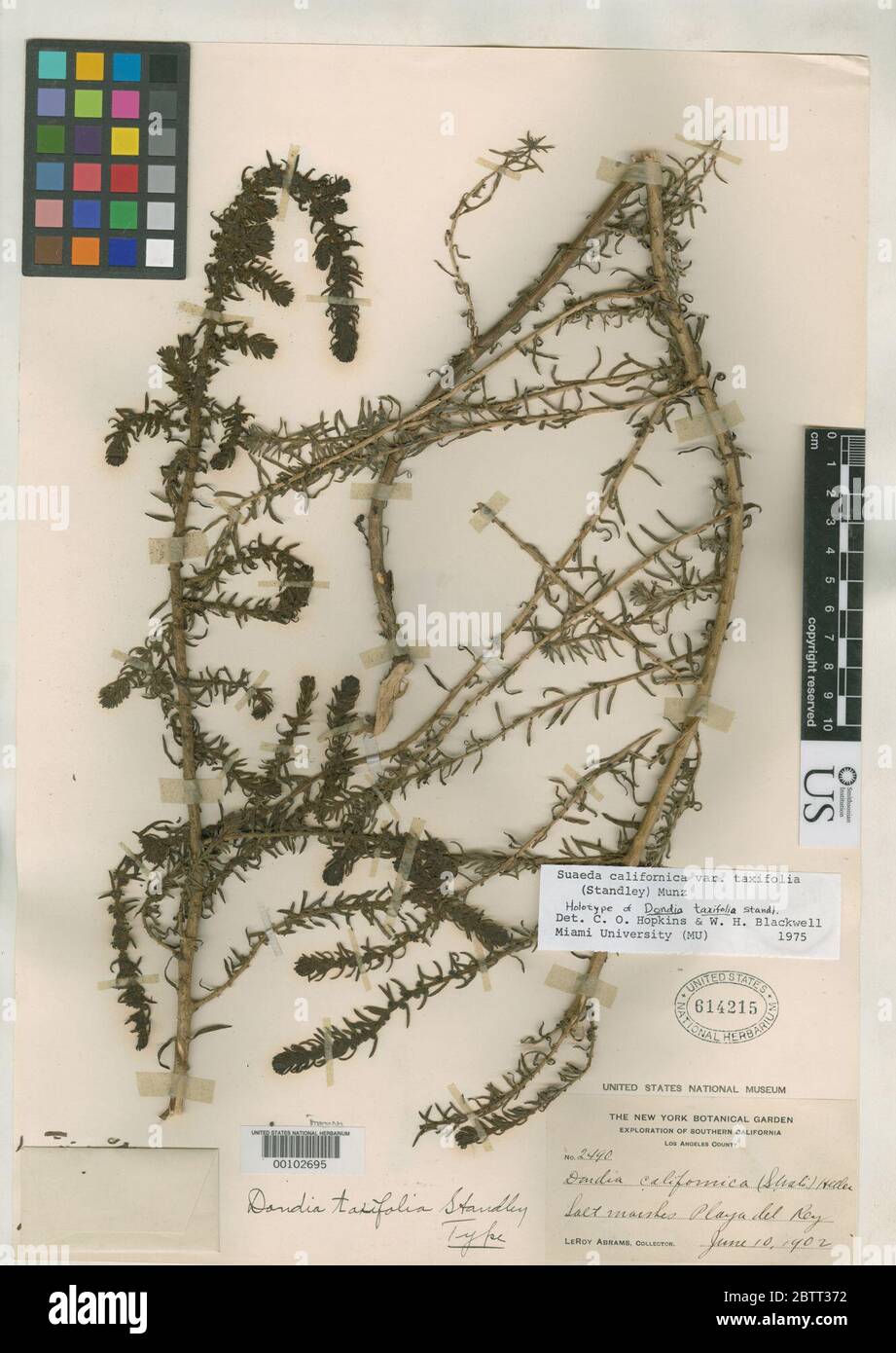 Dondia taxifolia Standl Stock Photo - Alamy