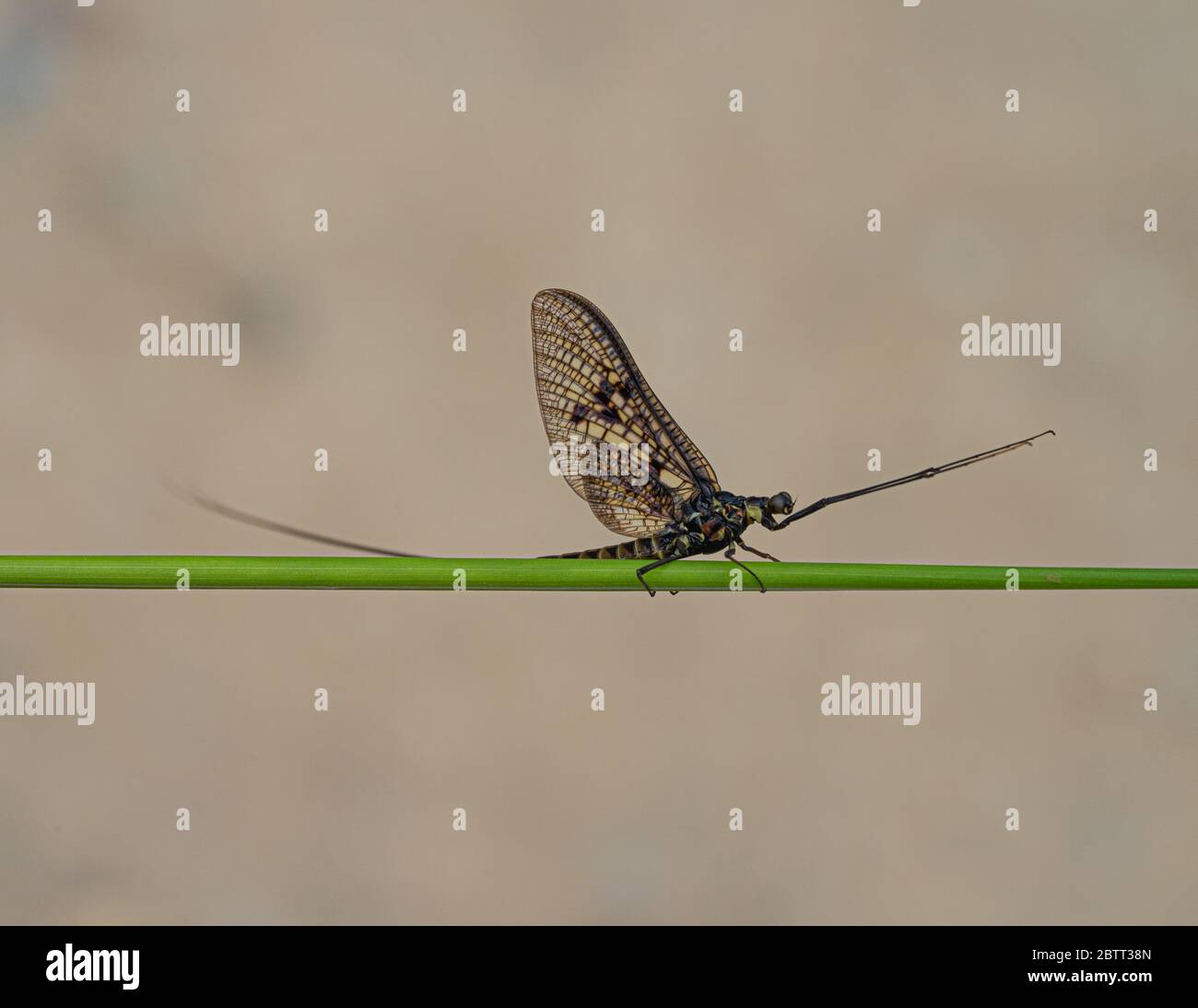 Green Drake Mayfly Ephemera danica male in spring with greengrass field ...