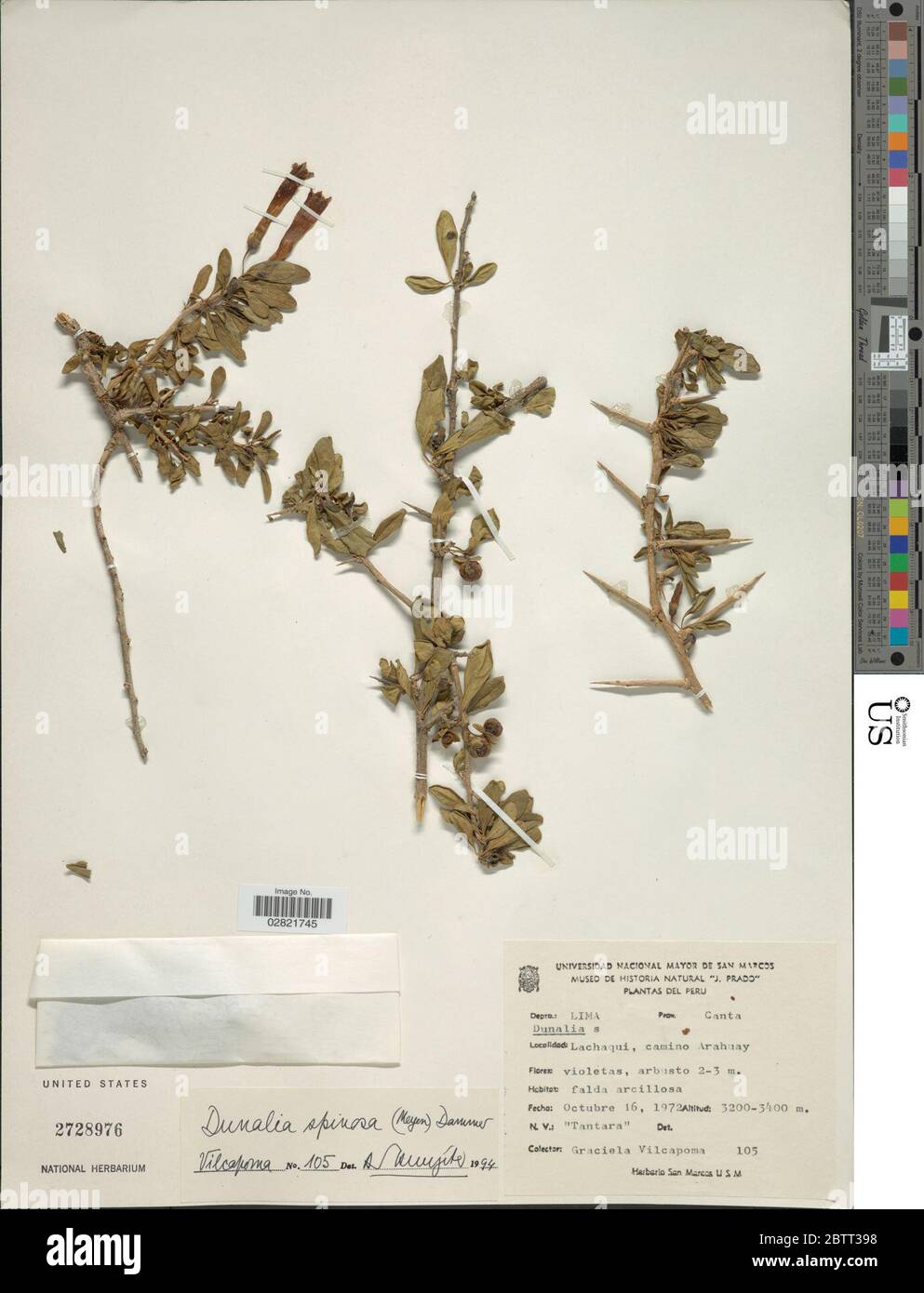 Meyen High Resolution Stock Photography and Images - Alamy