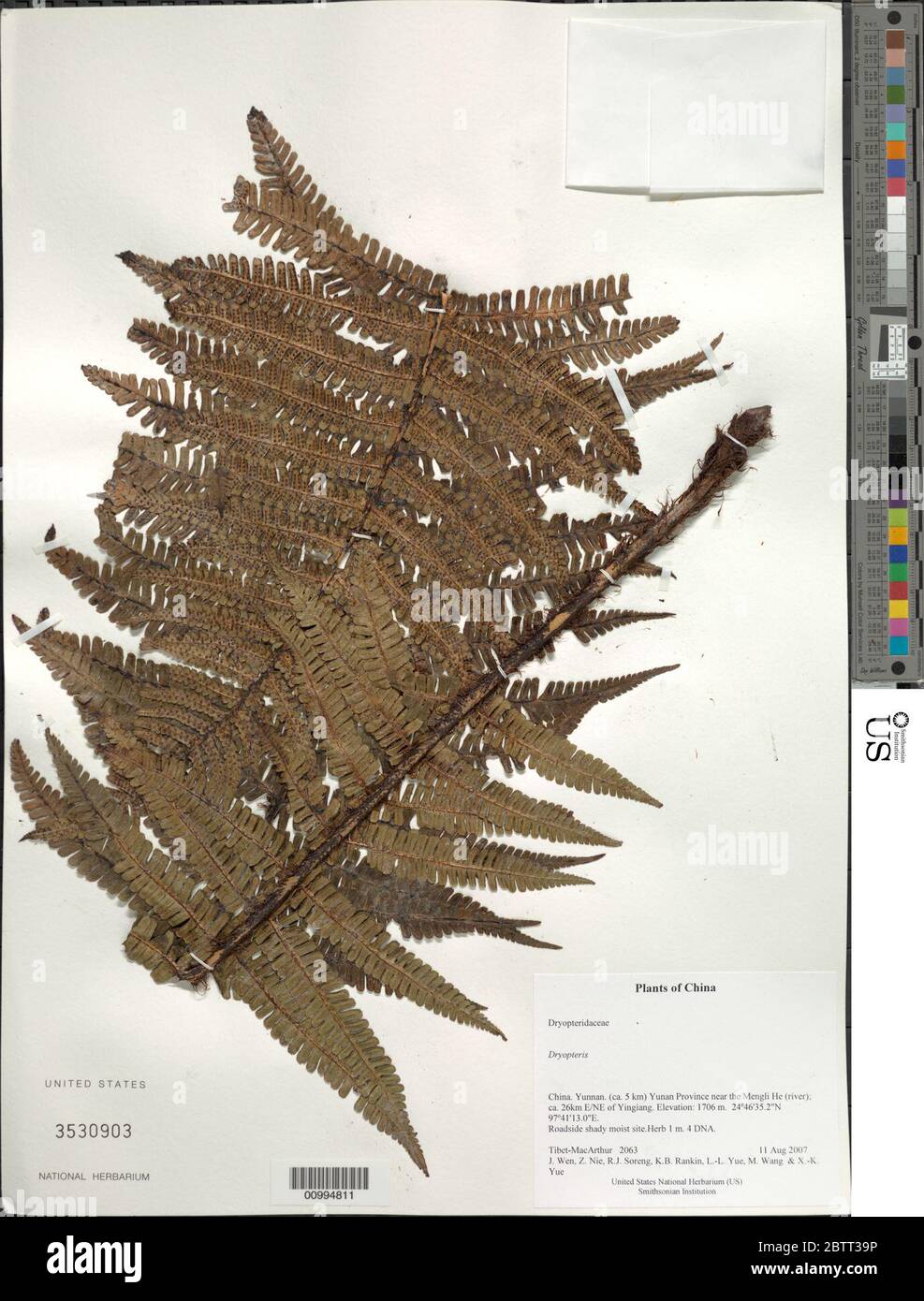 Dryopteris sp hi-res stock photography and images - Alamy