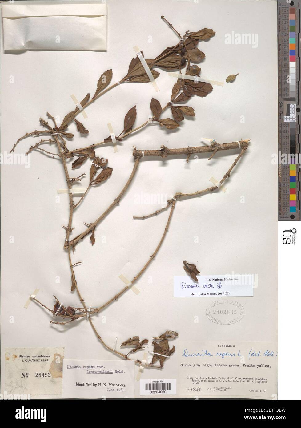 Duranta erecta L Stock Photo - Alamy