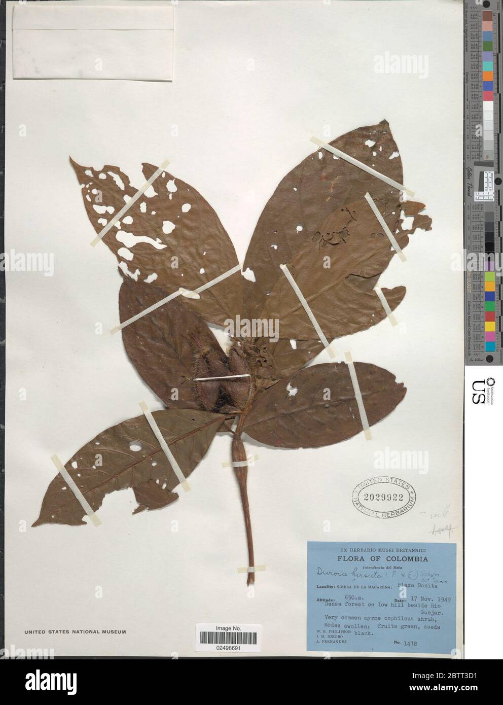 Duroia hi-res stock photography and images - Alamy