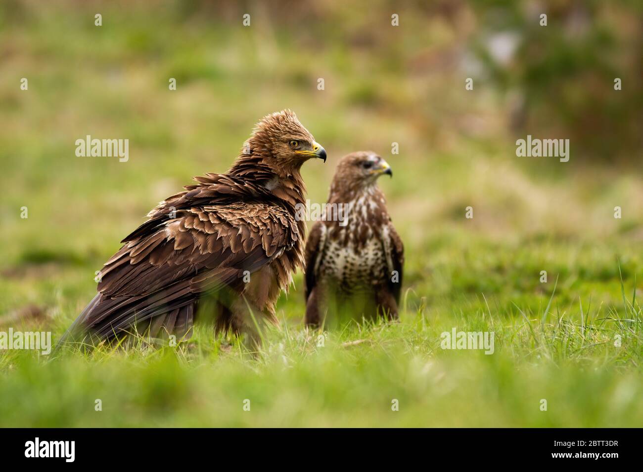 Lesser spotted eagle and common buzzard sitting on the ground in summer ...