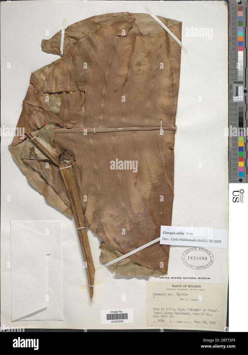 Elaeagia utilis Goudot Wedd Stock Photo - Alamy