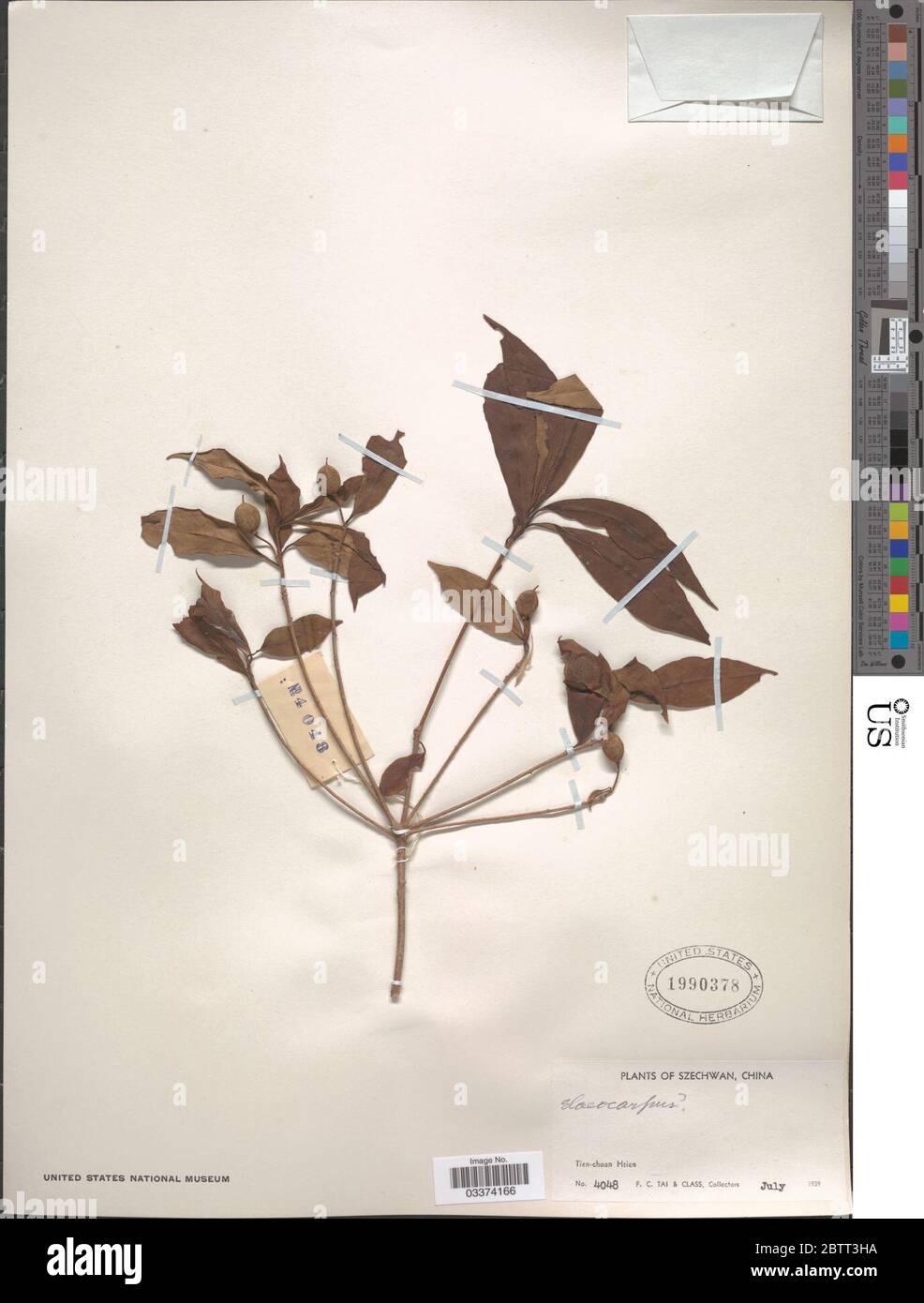 Elaeocarpus sp hi-res stock photography and images - Alamy