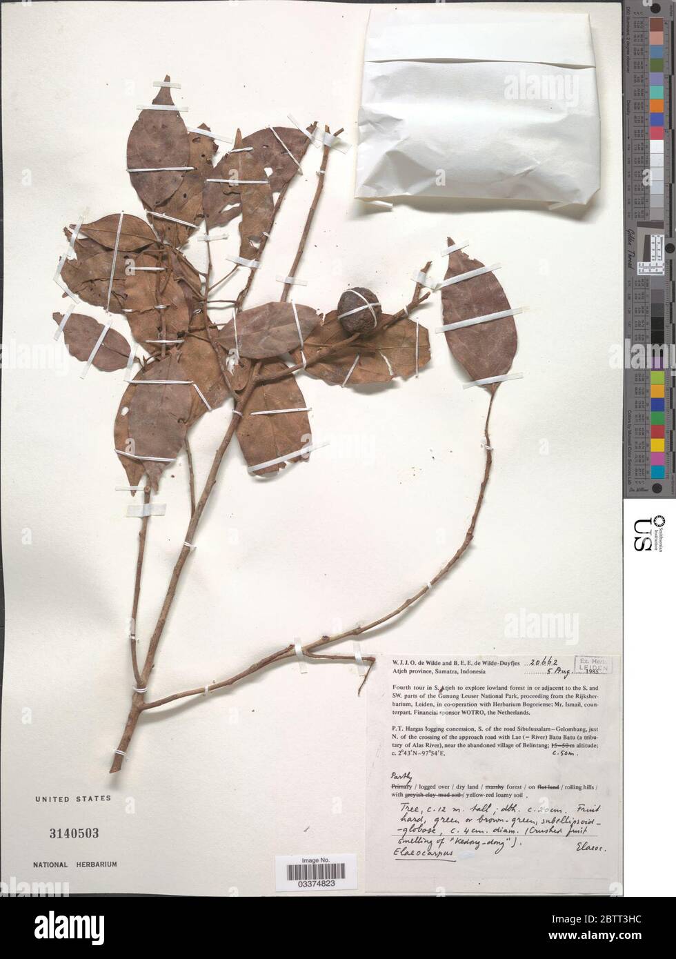 Elaeocarpus sp hi-res stock photography and images - Alamy