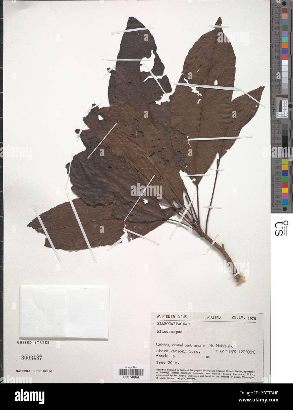 Elaeocarpus Sp High Resolution Stock Photography and Images - Alamy