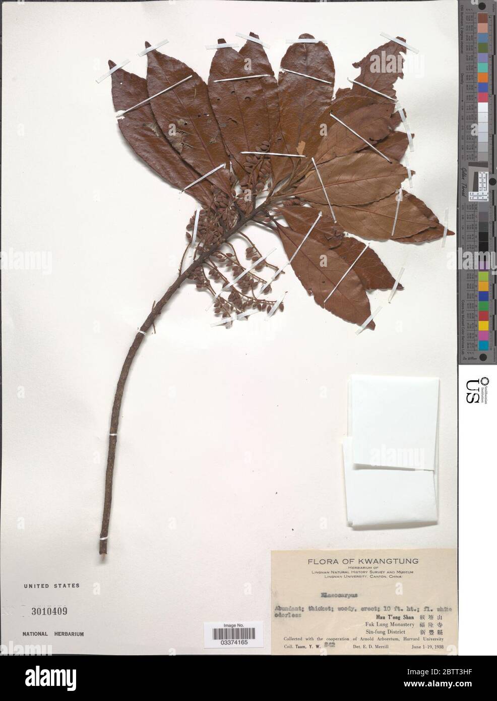 Elaeocarpus Sp High Resolution Stock Photography and Images - Alamy