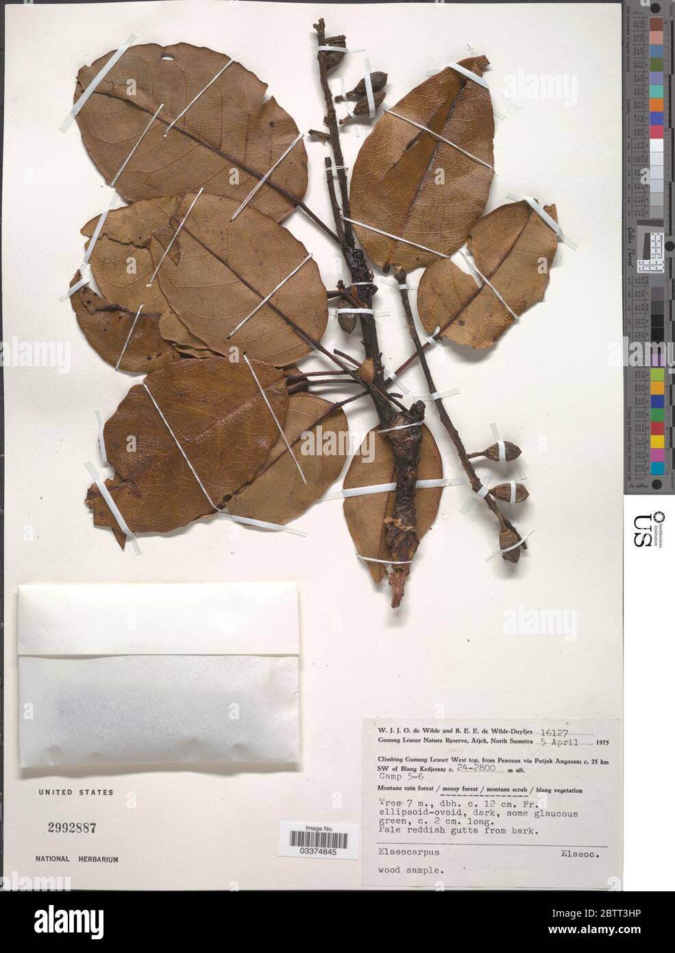 Elaeocarpus Sp High Resolution Stock Photography and Images - Alamy