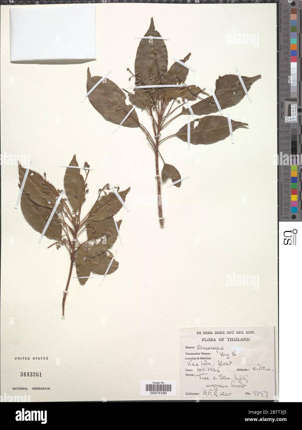 Elaeocarpus sp hi-res stock photography and images - Alamy