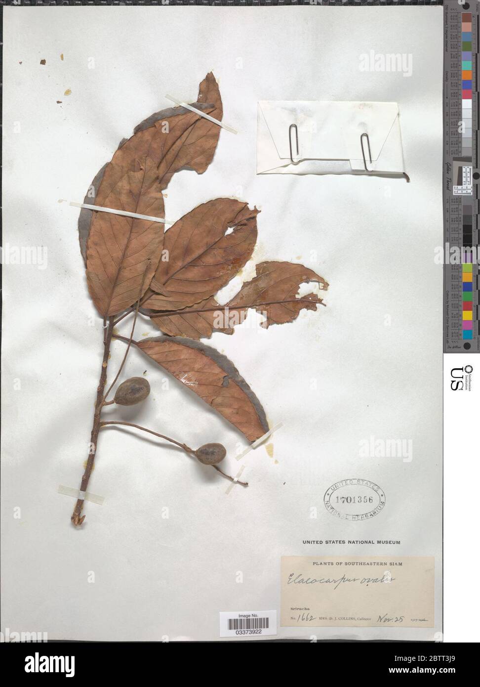 Elaeocarpus ovalis hi-res stock photography and images - Alamy