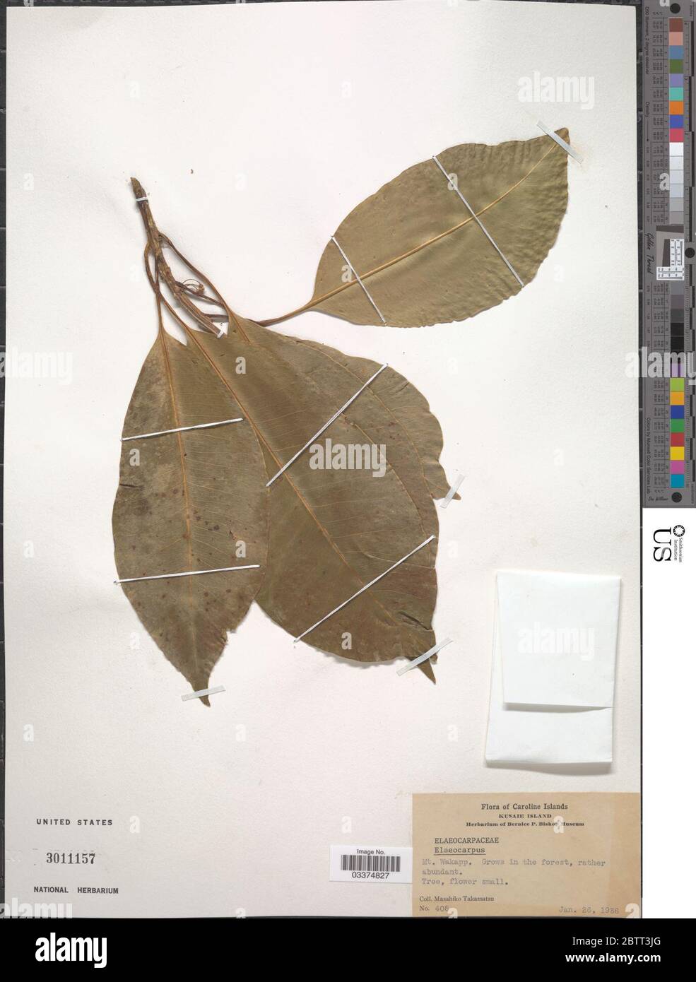 Elaeocarpus Sp High Resolution Stock Photography and Images - Alamy