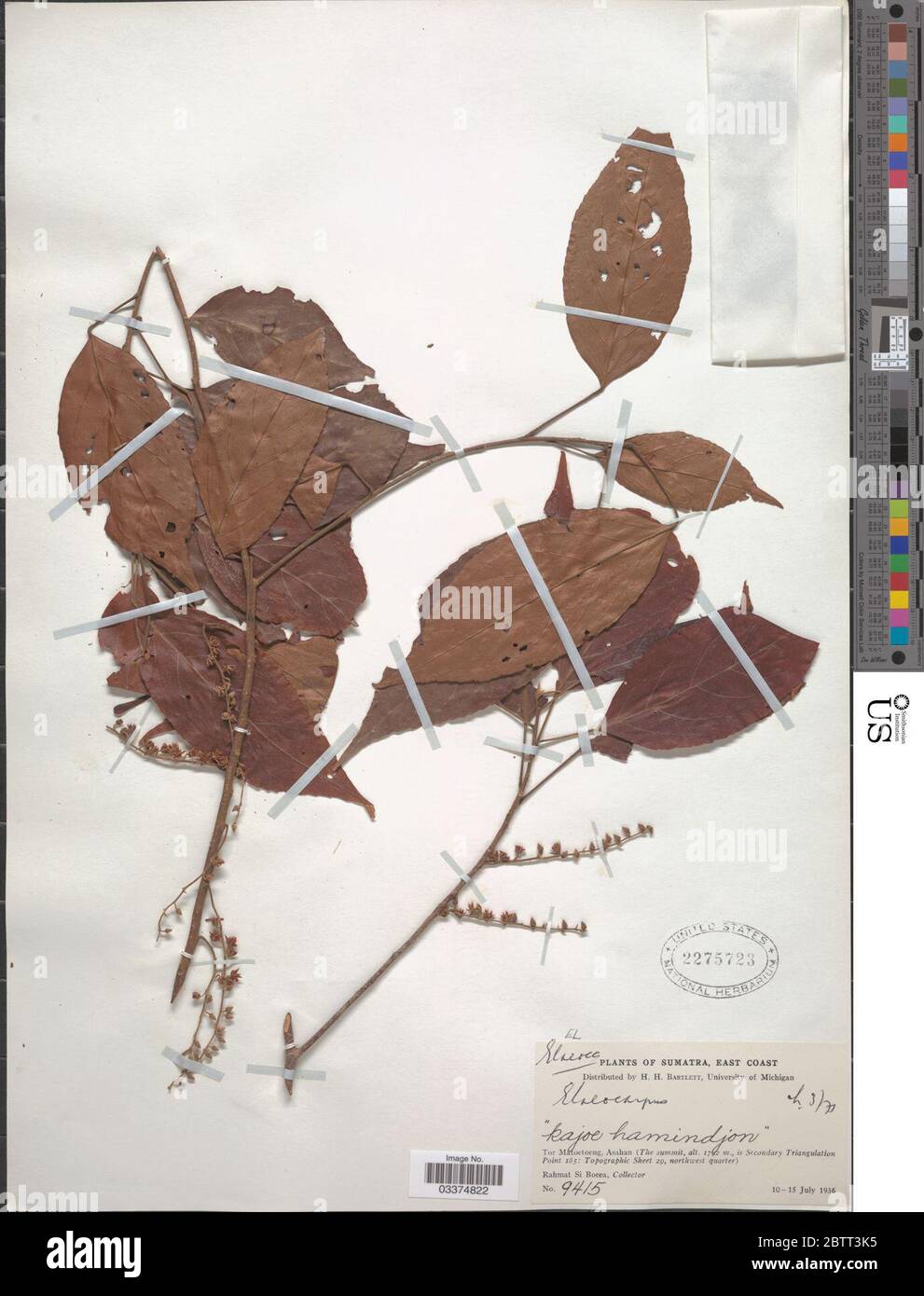 Elaeocarpus sp hi-res stock photography and images - Alamy