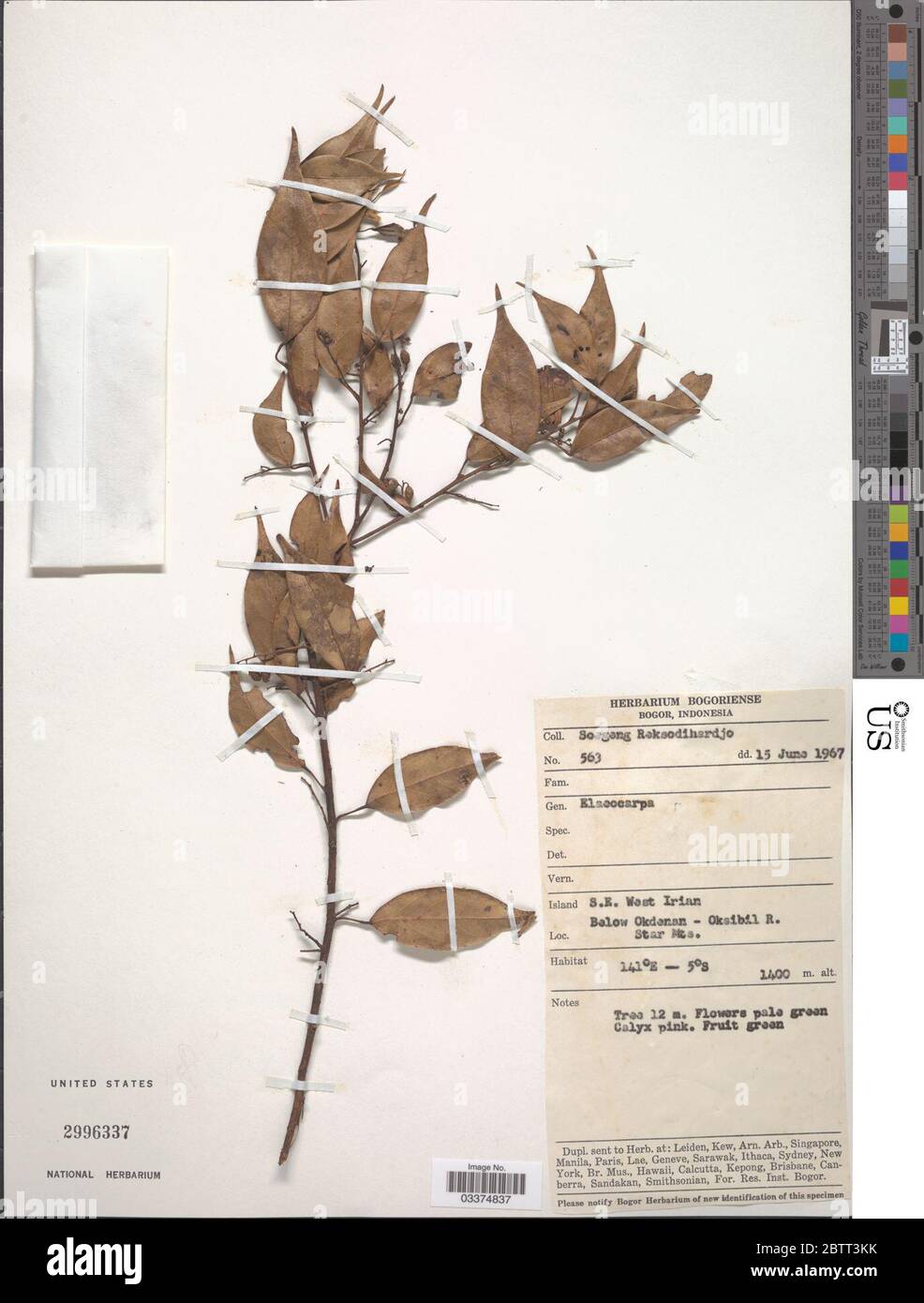 Elaeocarpus elaeocarpus sp hi-res stock photography and images - Alamy