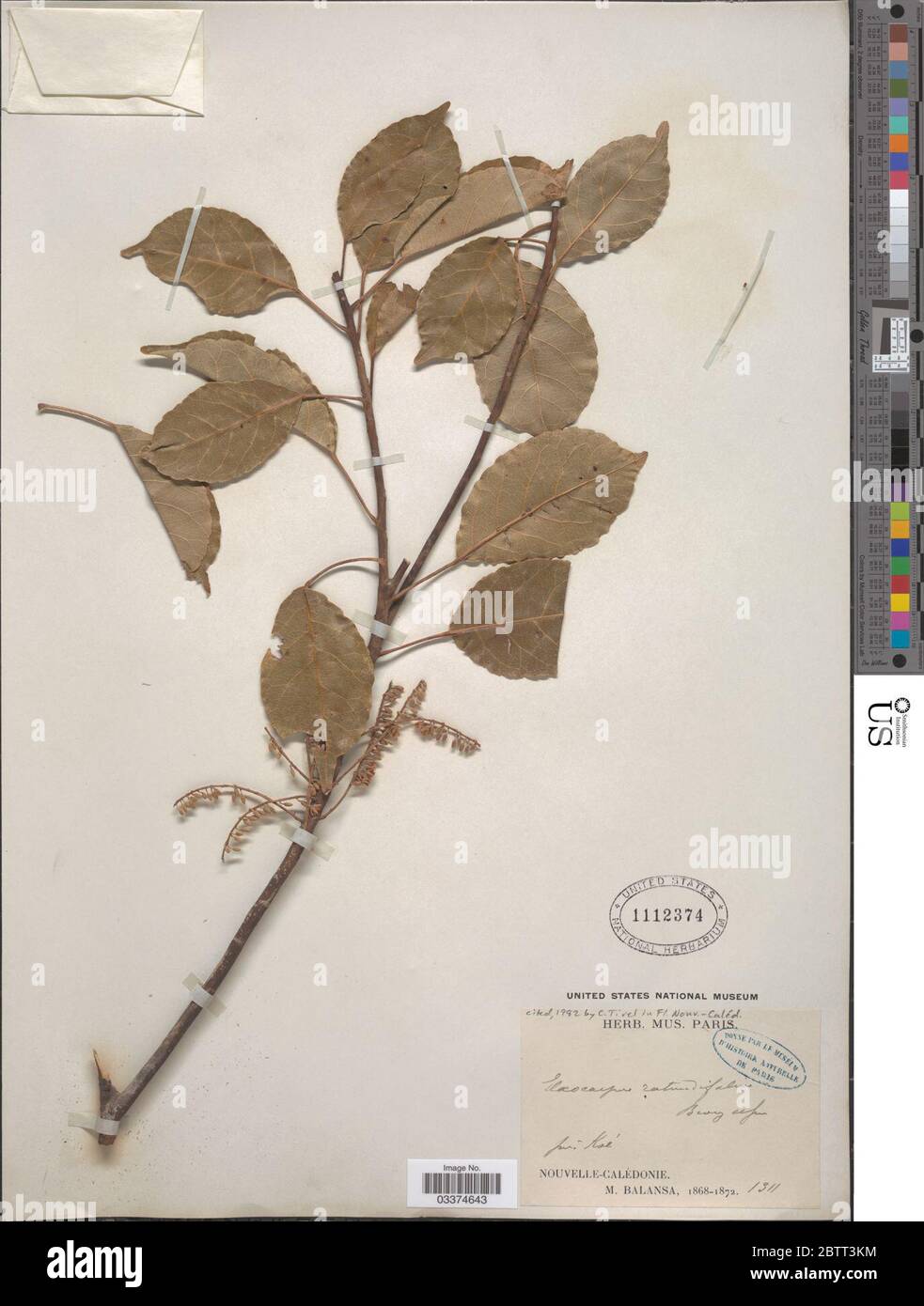 Rotundifolius hi-res stock photography and images - Alamy