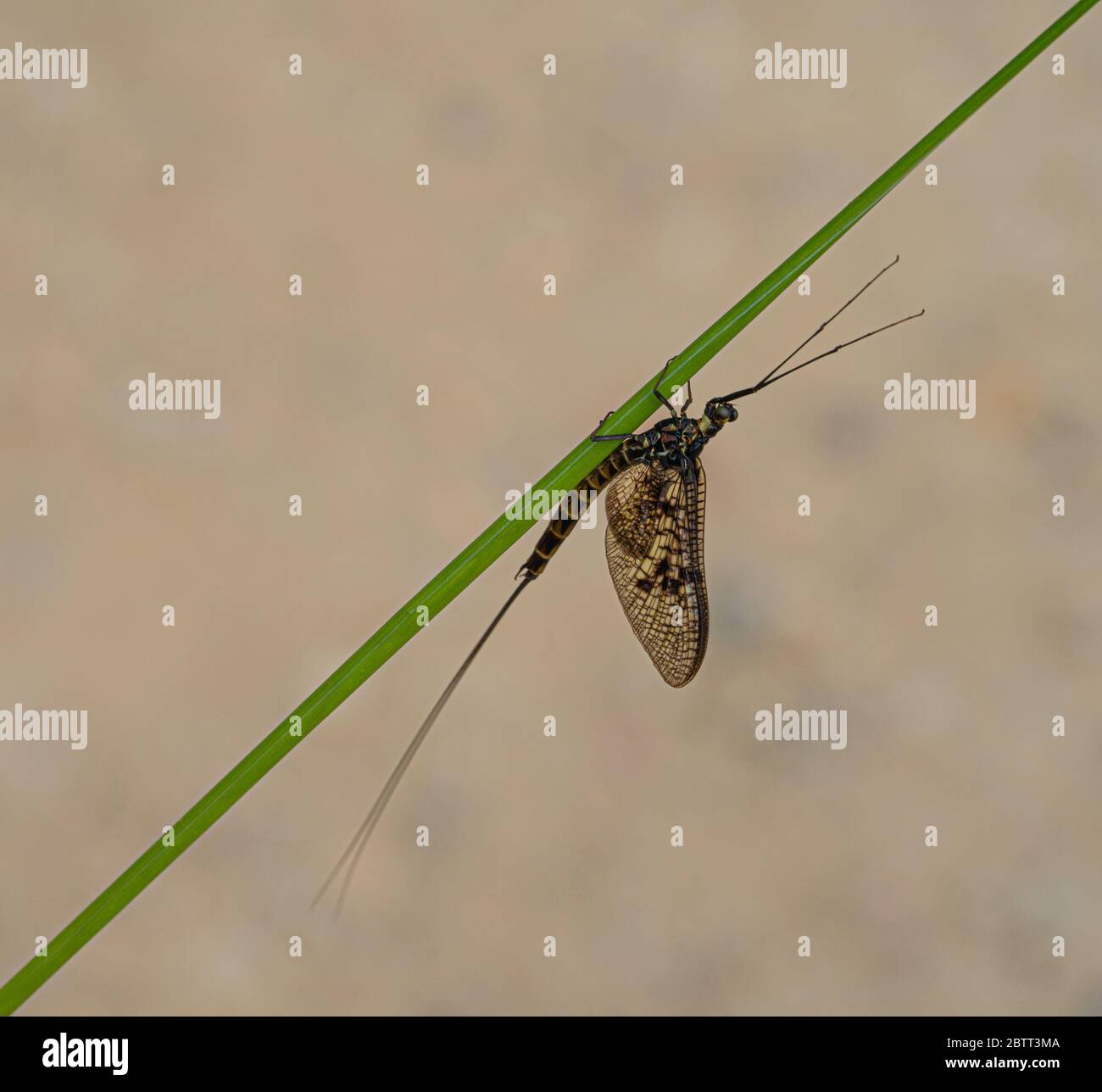 Green Drake Mayfly Ephemera danica male in spring with greengrass field ...