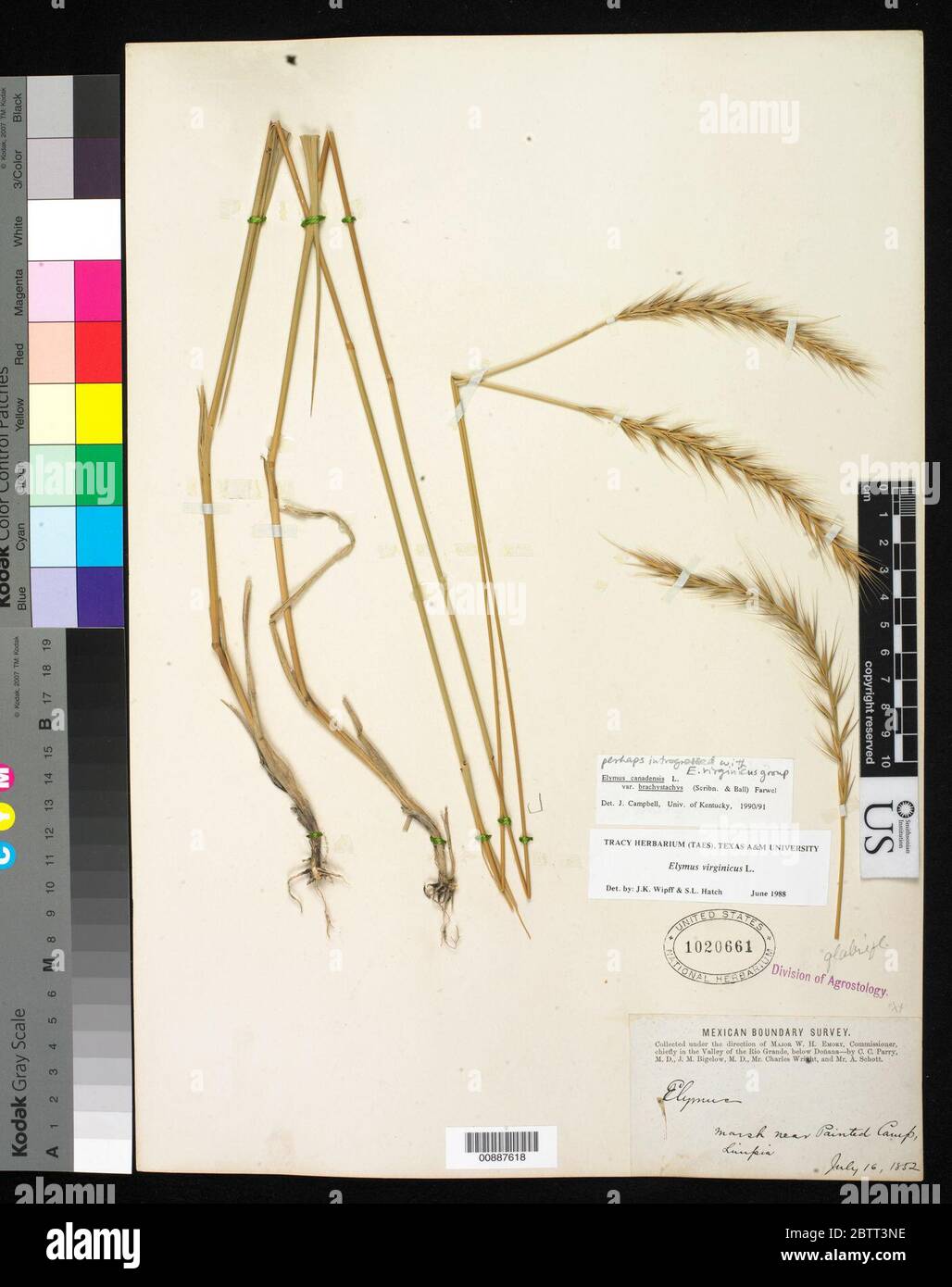 Elymus canadensis hi-res stock photography and images - Alamy