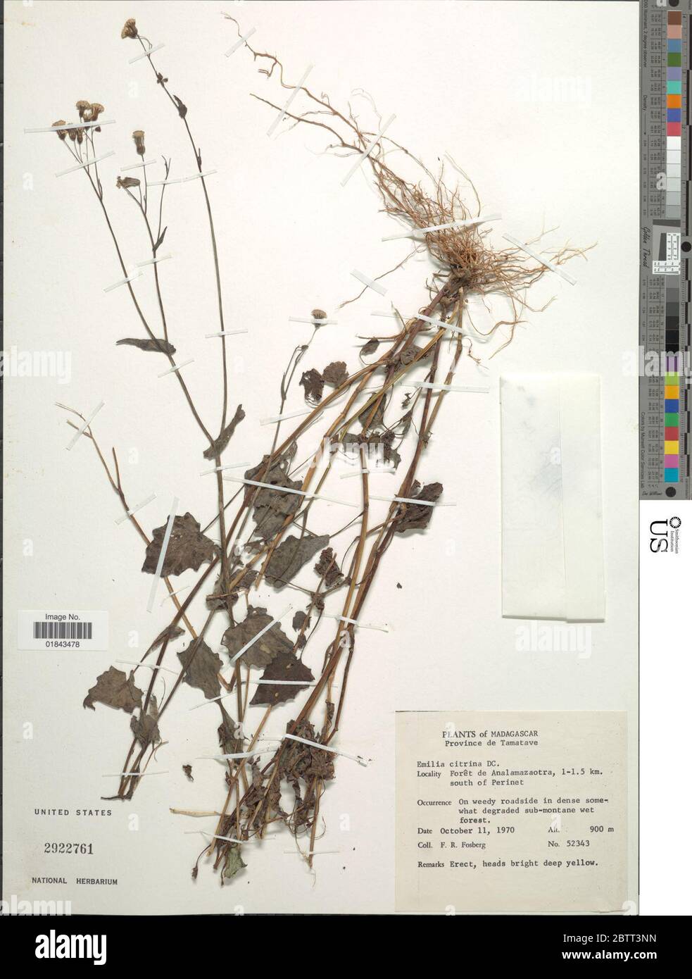 Emilia citrina DC Stock Photo - Alamy