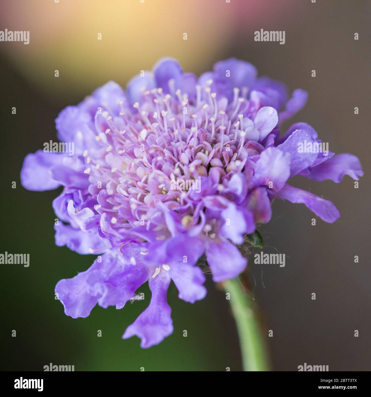 Blue scabious butterfly hi-res stock photography and images - Alamy